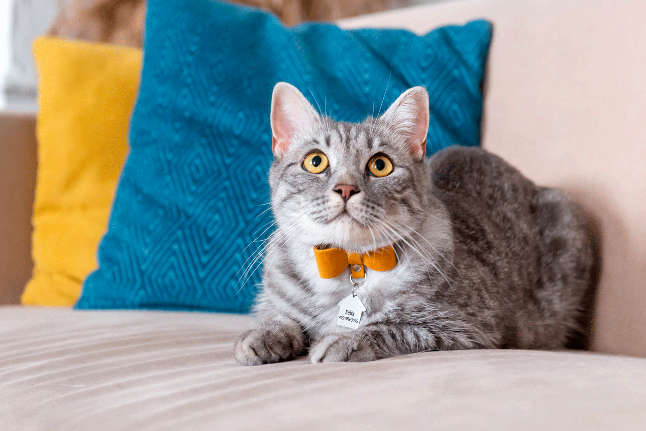 How To Train Your Cat To Wear A Collar Hidemont How To Train Your Cat To Wear A Collar Hidemont