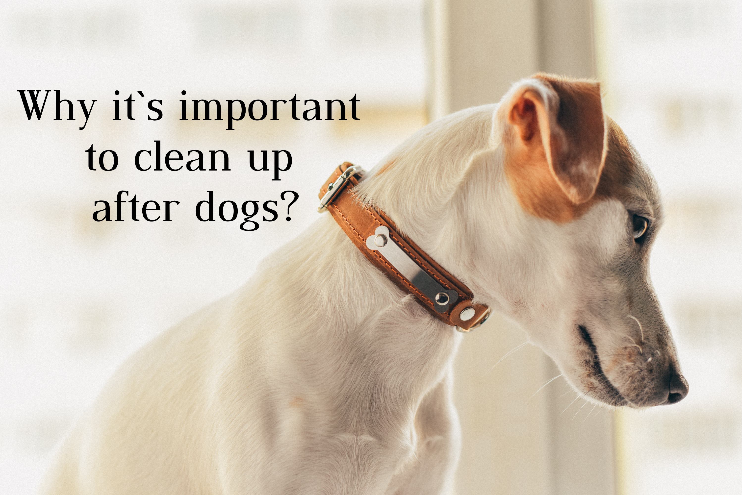 Why It's Important to Clean Up After Dogs? | hidemont.com
