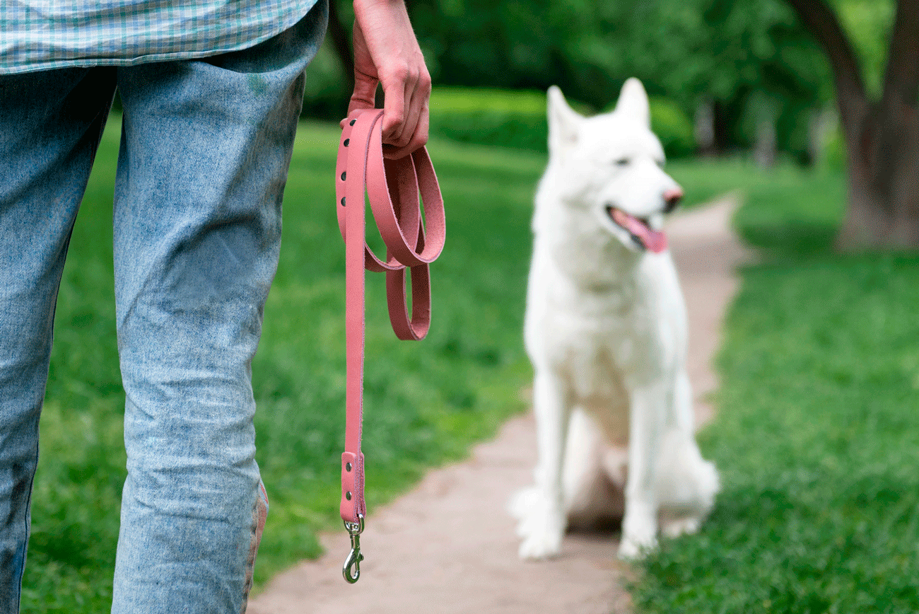 How To Choose A Dog Leash Hidemont
